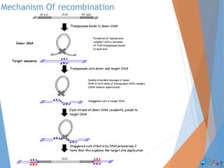 Recombination | PPTX