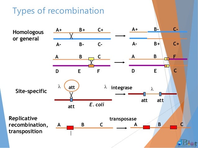 Recombination
