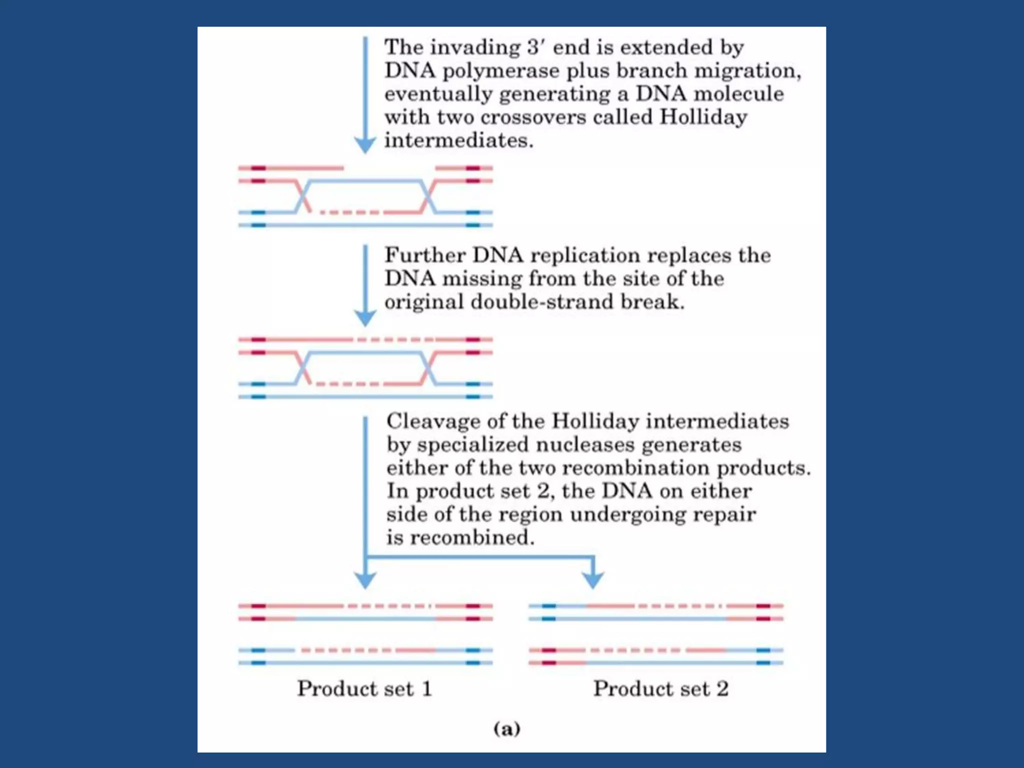 Recombination | PPTX