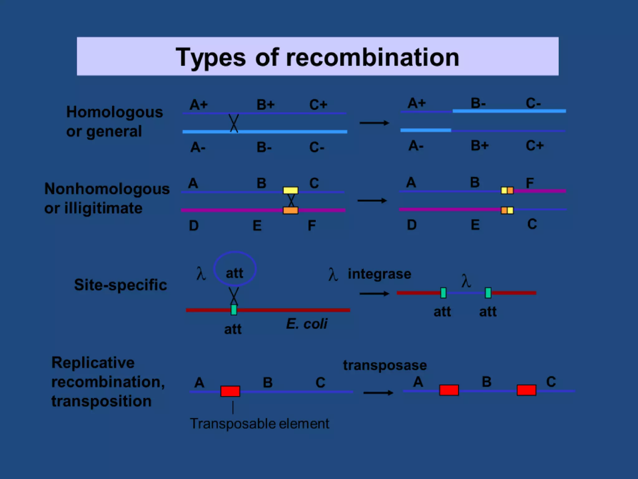 Recombination Pptx
