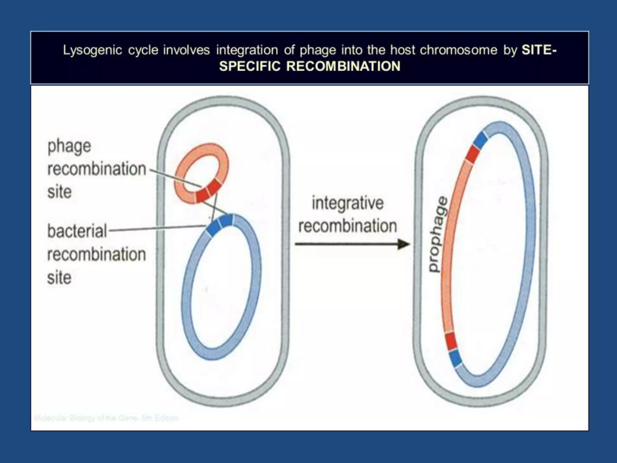 Recombination | PPTX