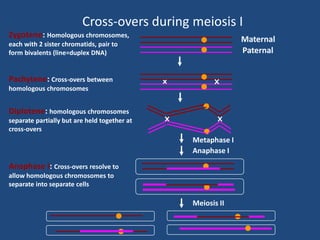 Recombination | PPTX