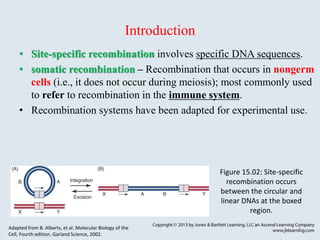 Recombination is a fundamental genetic process that occurs | PPT