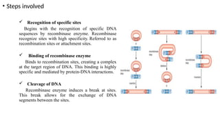 recombination.pptx 4 types of recombination | PPTX