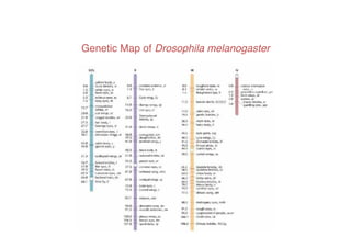Genetic Map Drosophila