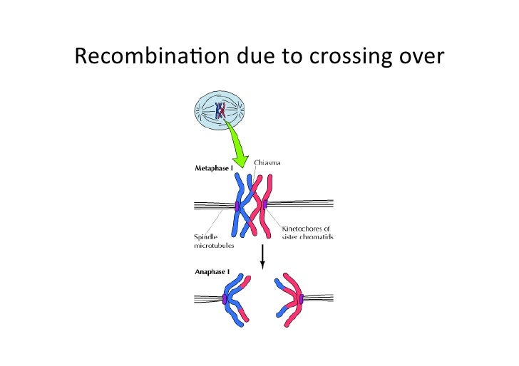 Recombination and gene linkage