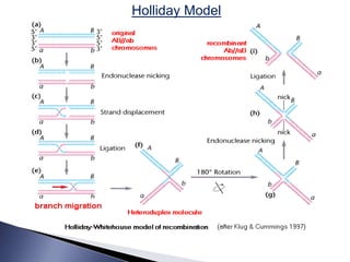 Recombination dna repair bincy | PPTX | Chemistry | Science