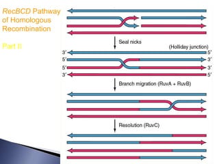Recombination dna repair bincy | PPTX | Chemistry | Science