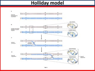 Recombination Final.ppt