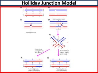 Recombination Final.ppt