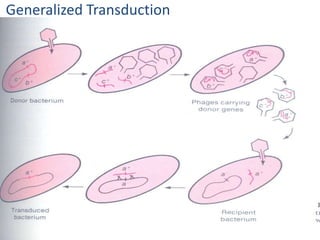 Recombination in bacteria | PPTX