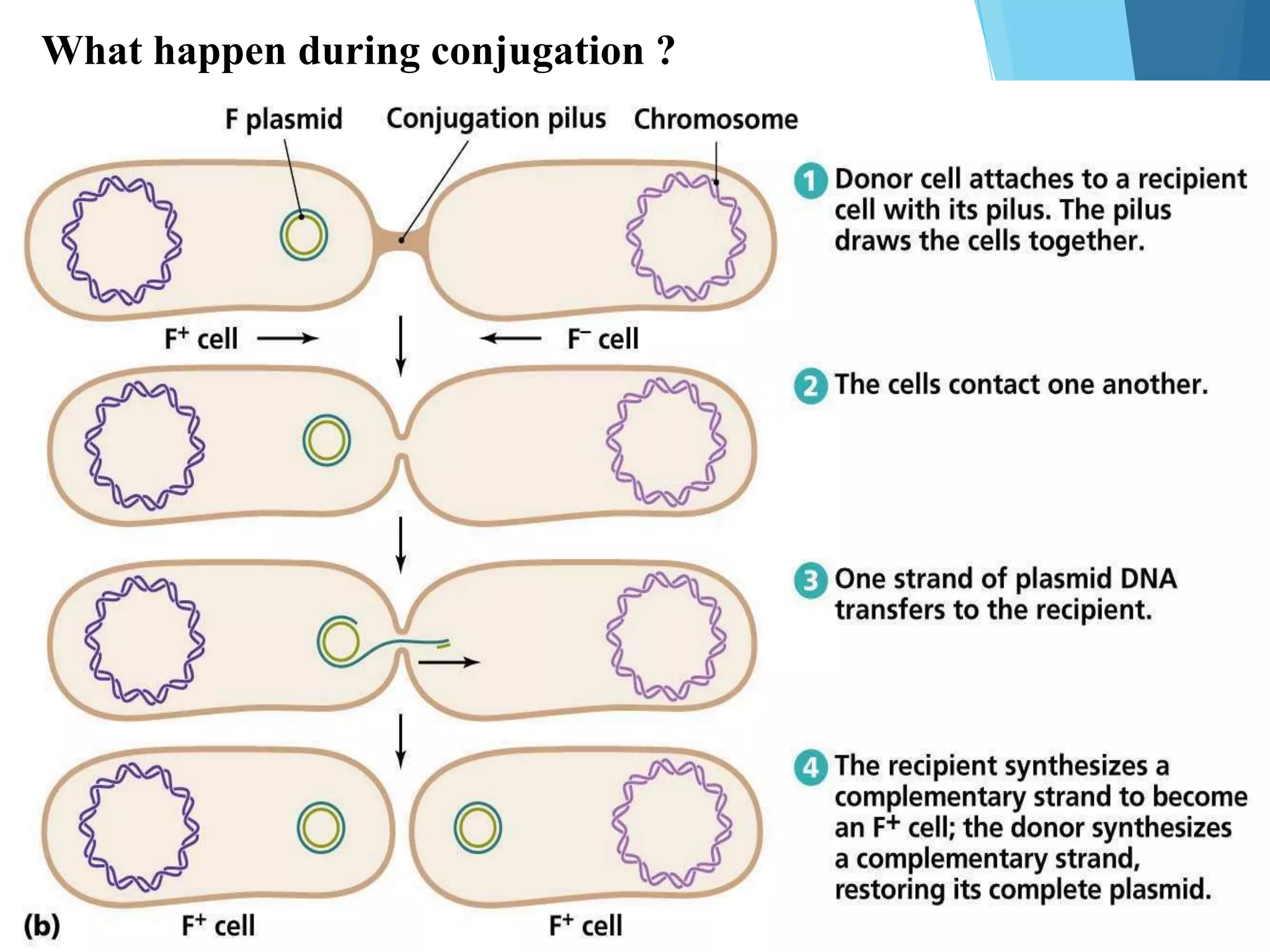 Recombination in bacteria | PPTX