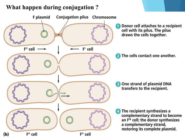 Recombination in bacteria | PPTX | Biological Sciences | Science