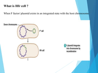 Recombination in bacteria | PPTX