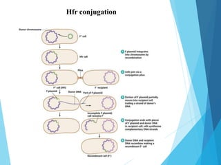 Recombination in bacteria | PPTX