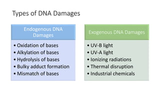 Recombination in repair n damage of DNA.pptx
