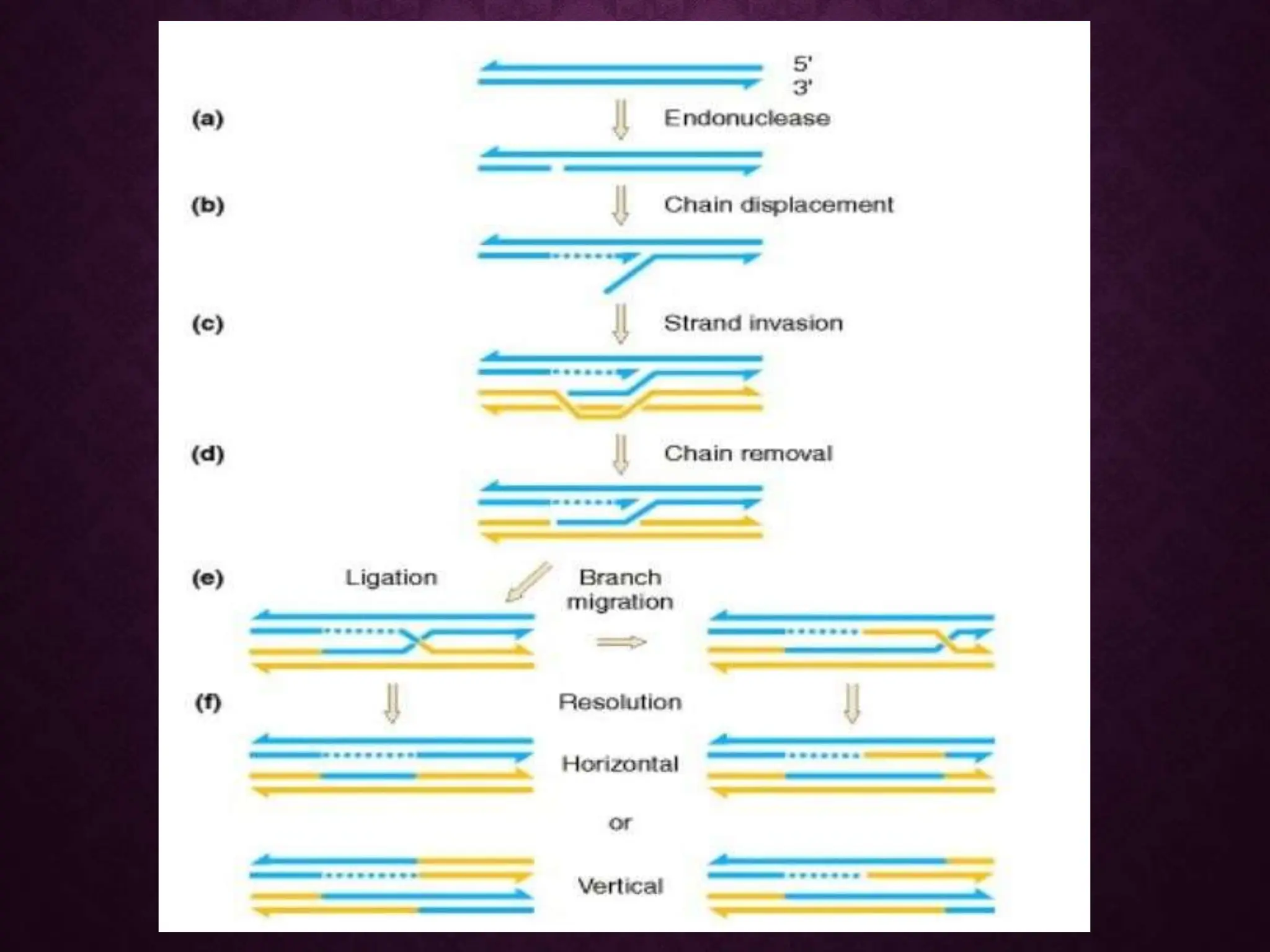 Recombination Models.pdf