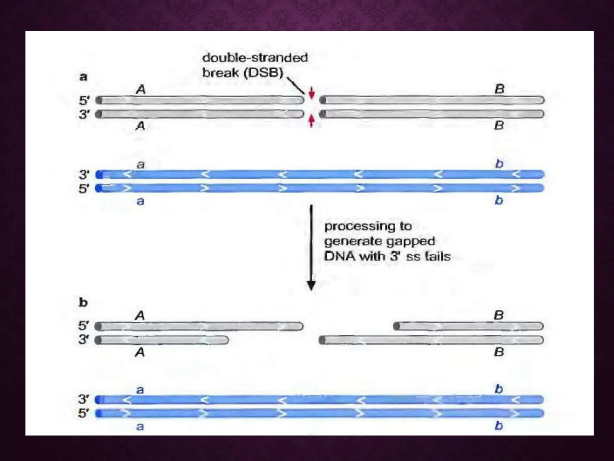 Recombination Models.pdf