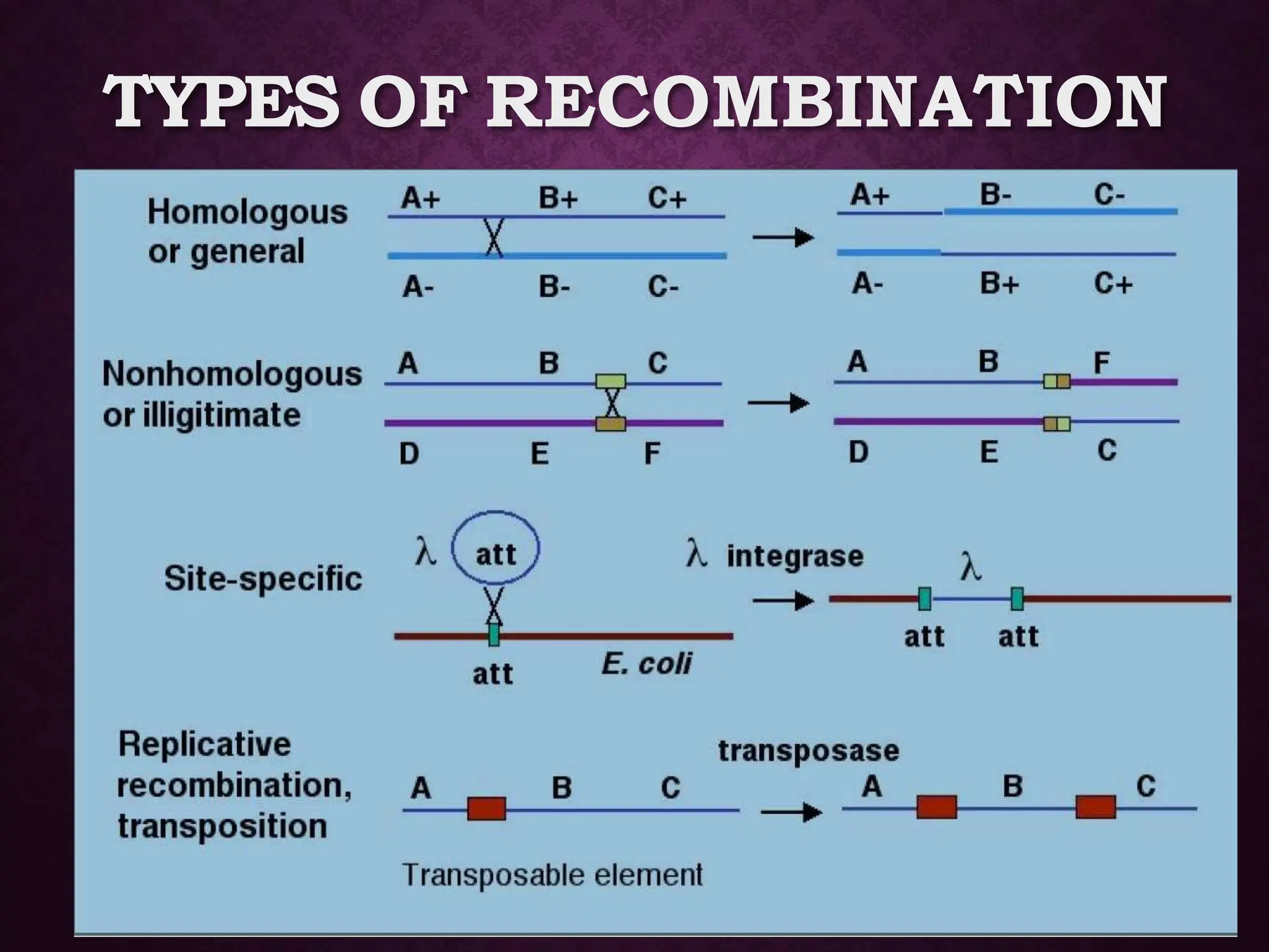 Recombination Models.pdf