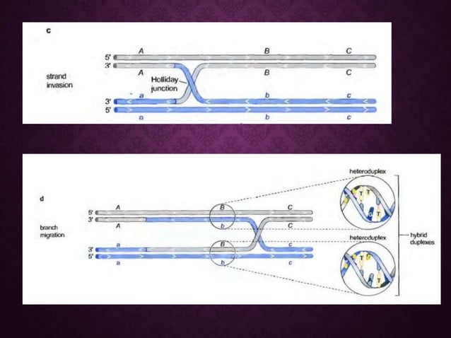 Recombination Models.pdf | Genetics | Science