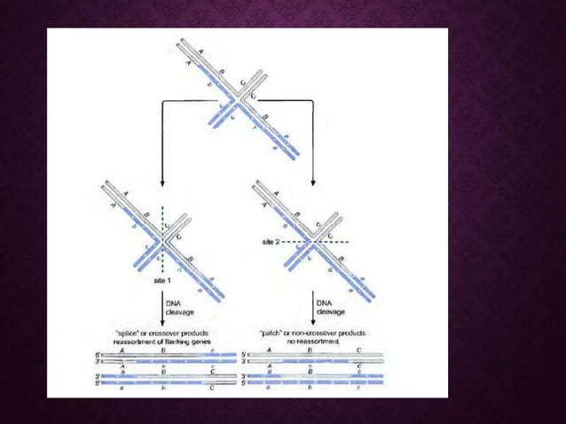 Recombination Models.pdf | Genetics | Science