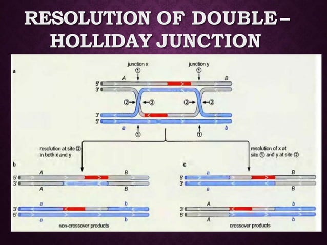 Recombination Models.pdf | Genetics | Science