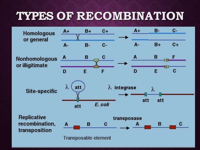 Recombination Models.pdf | Genetics | Science