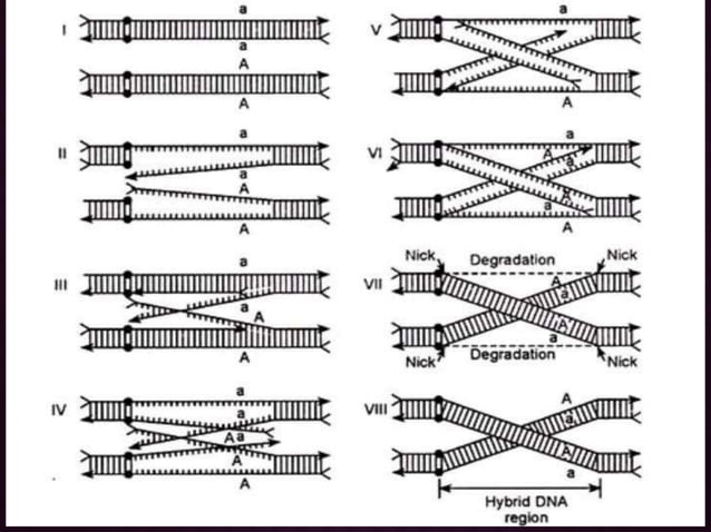 Recombination Models.pdf | Genetics | Science