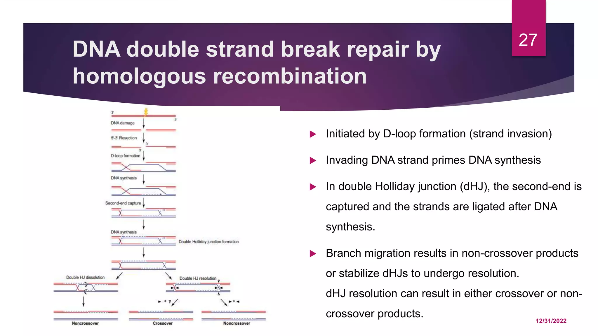 RECOMBINATION MOLECULAR BIOLOGY PPT UPDATED new.pptx