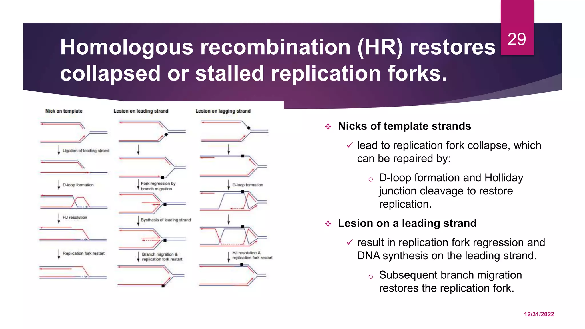RECOMBINATION MOLECULAR BIOLOGY PPT UPDATED new.pptx