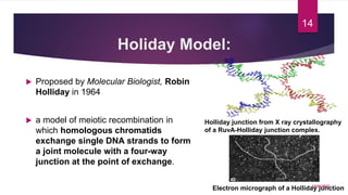RECOMBINATION MOLECULAR BIOLOGY PPT UPDATED new.pptx