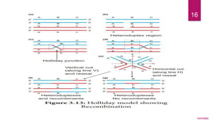 RECOMBINATION MOLECULAR BIOLOGY PPT UPDATED new.pptx