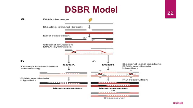 RECOMBINATION MOLECULAR BIOLOGY PPT UPDATED new.pptx | Chemistry | Science