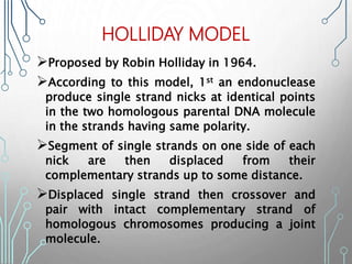 Recombination model and cytological basis of crossing over | PPTX