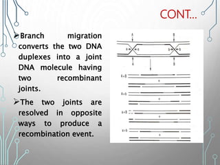 Recombination model and cytological basis of crossing over | PPTX