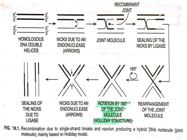 Recombination model and cytological basis of crossing over | PPT
