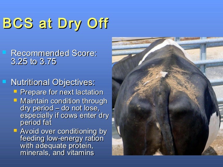 Effects of Body Condition on Performance of Dairy Cows
