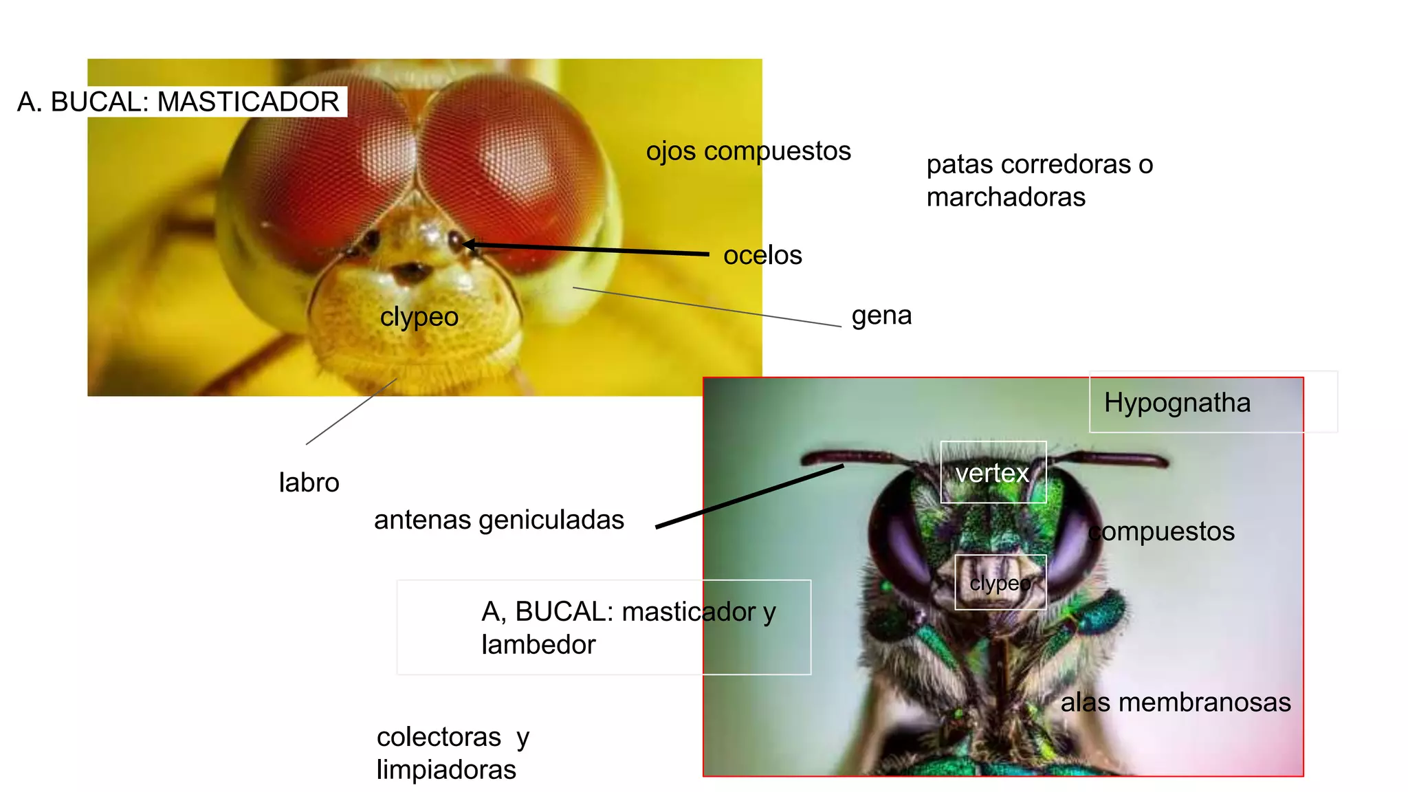 Sombra Claviforme Dipterologia Argentina