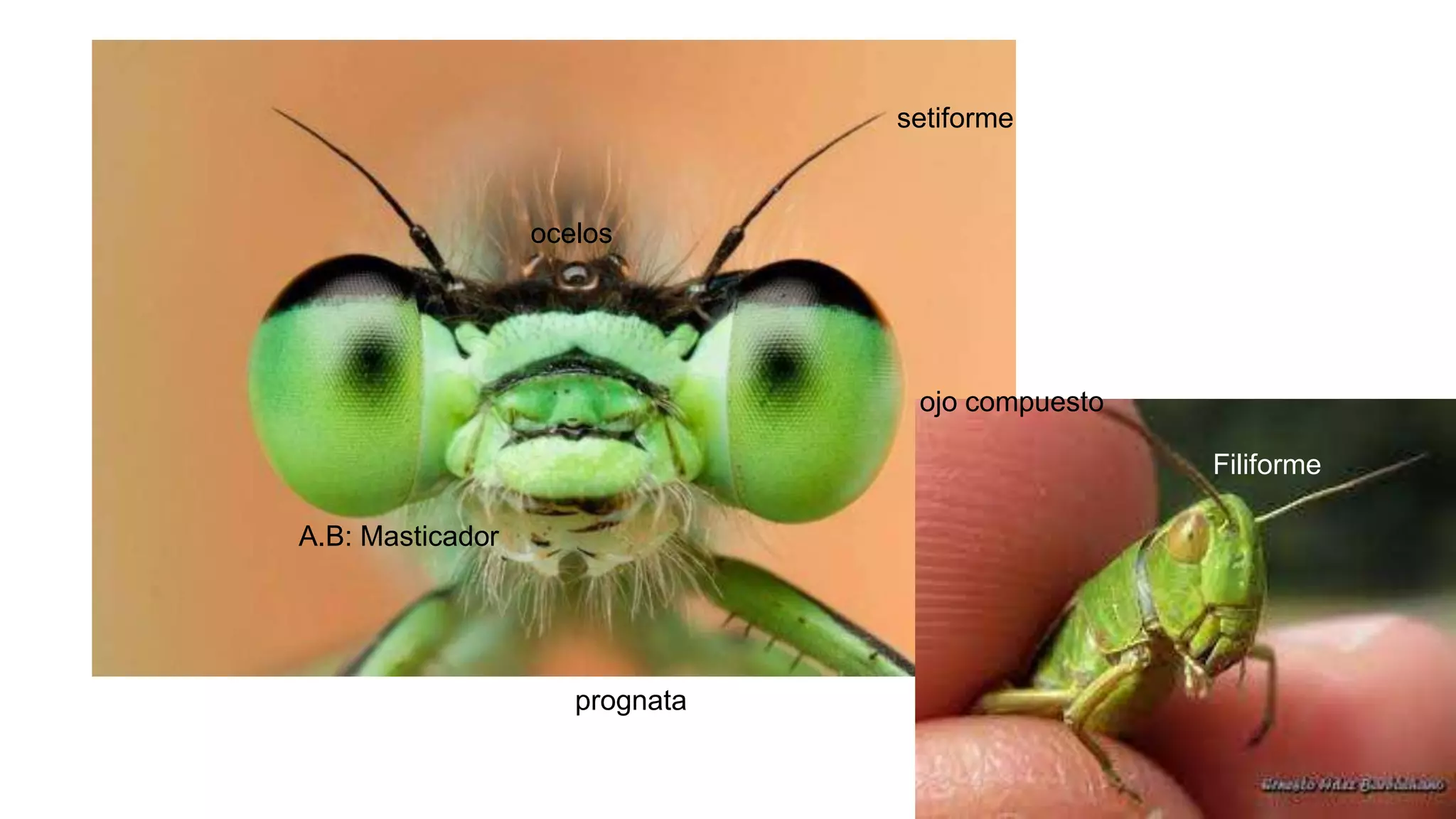 ENTOMOLOGIA: Partes de insectos | PPTX | Eye and Vision Conditions ...
