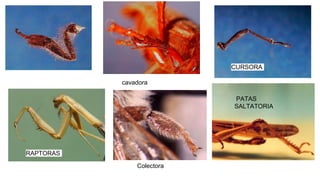 ENTOMOLOGIA: Partes de insectos | PPTX