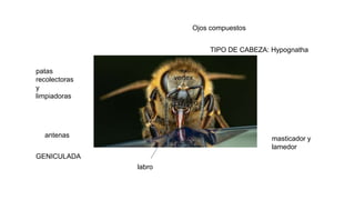 ENTOMOLOGIA: Partes de insectos | PPTX