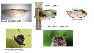 ENTOMOLOGIA: Partes de insectos | PPTX