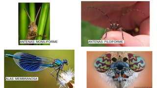 ENTOMOLOGIA: Partes de insectos | PPTX
