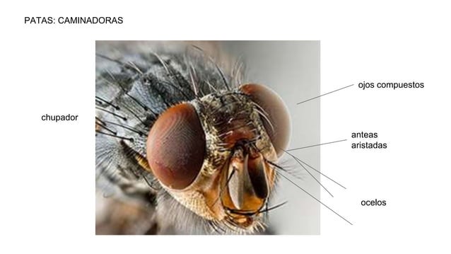 ENTOMOLOGIA: Partes de insectos | PPTX | Eye and Vision Conditions ...