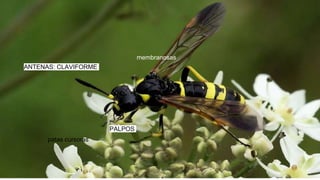 ENTOMOLOGIA: Partes de insectos | PPTX