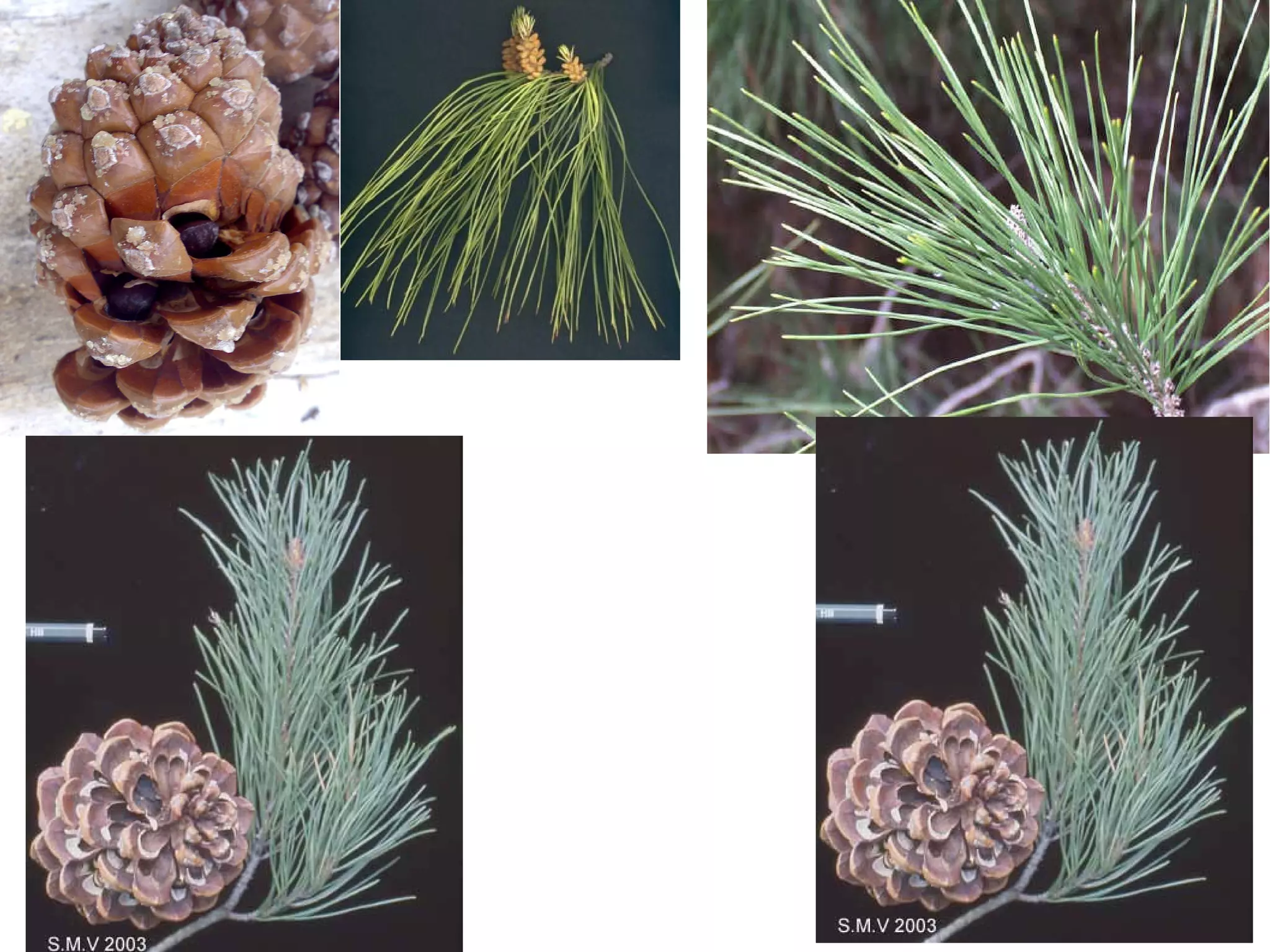 Reconocimiento pinaceae genero pinus | PPT
