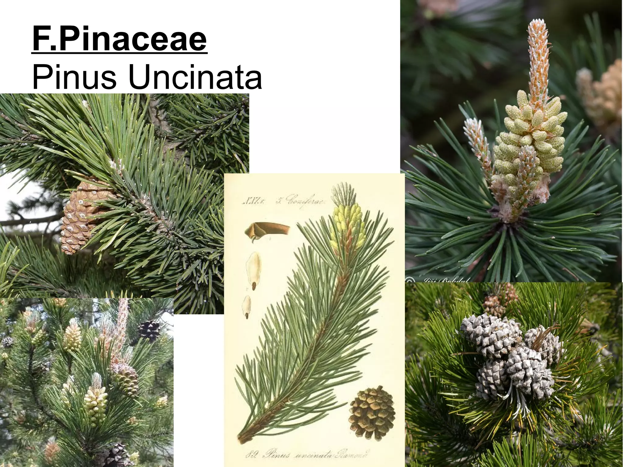 Reconocimiento pinaceae genero pinus | PPT