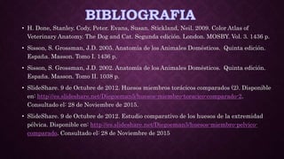 Reconstrucción de esqueleto felino | PPTX