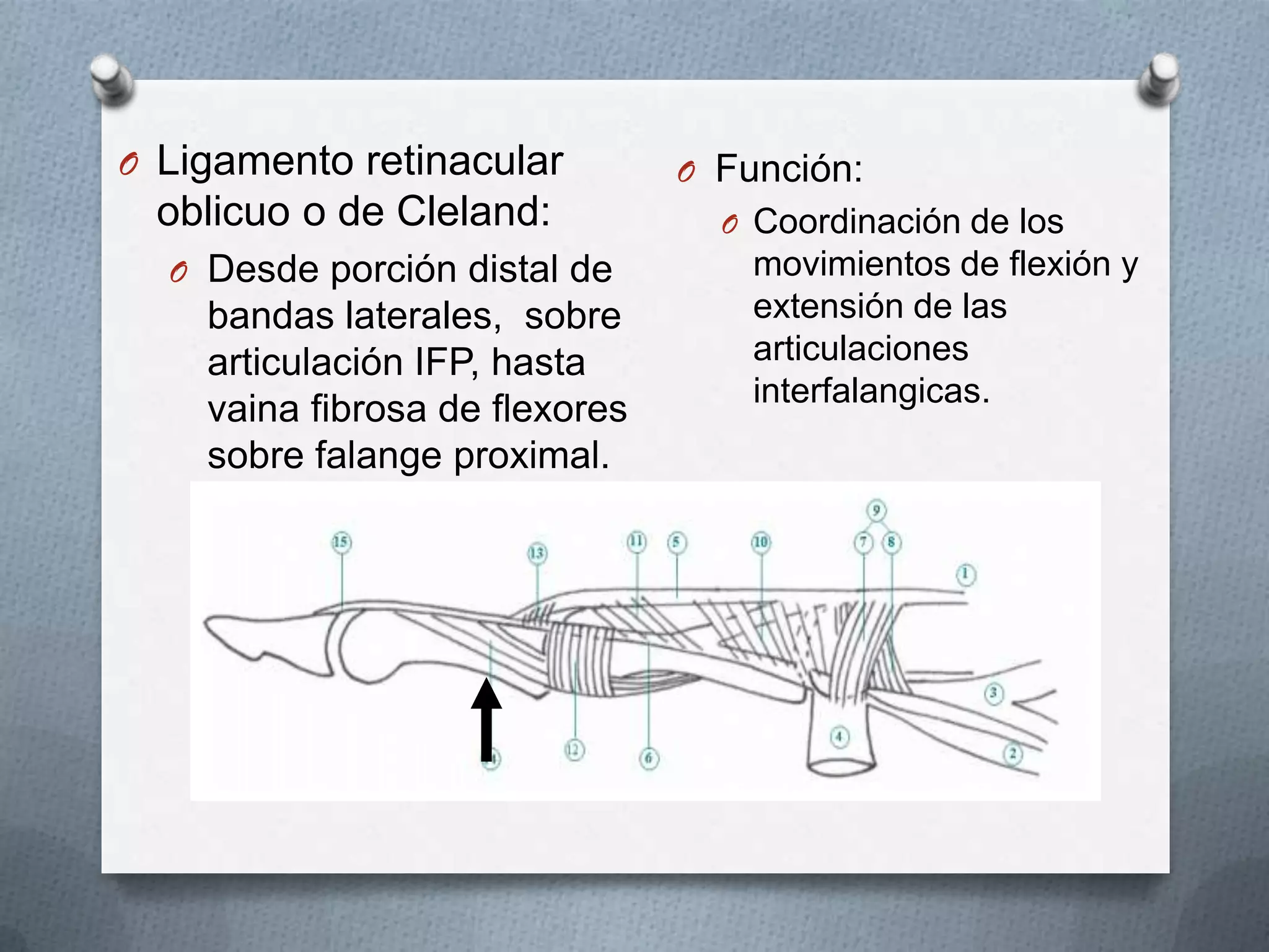 Reconstruccion de lesiones de tendones extensores | PPTX