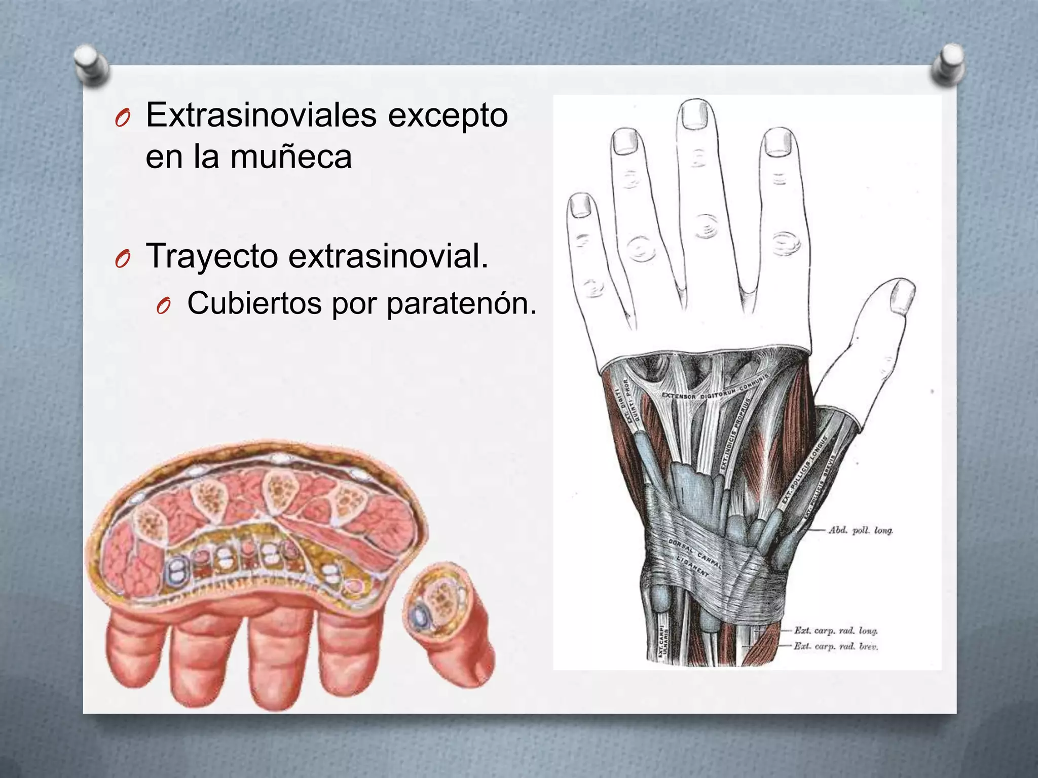 Reconstruccion de lesiones de tendones extensores | PPTX
